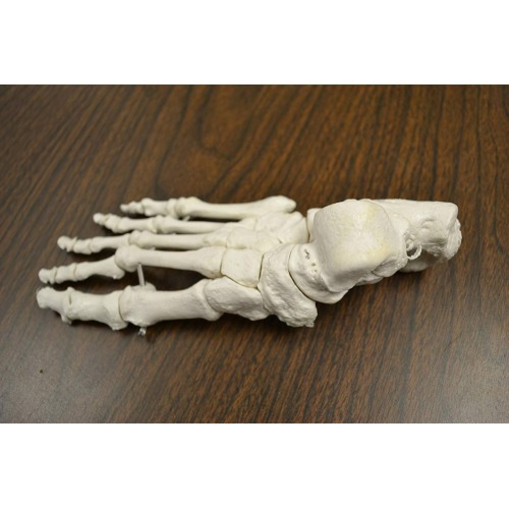 Bilateral Disarticulated Human Body Skeleton Life-Size 5 ft Tall Bone ...
